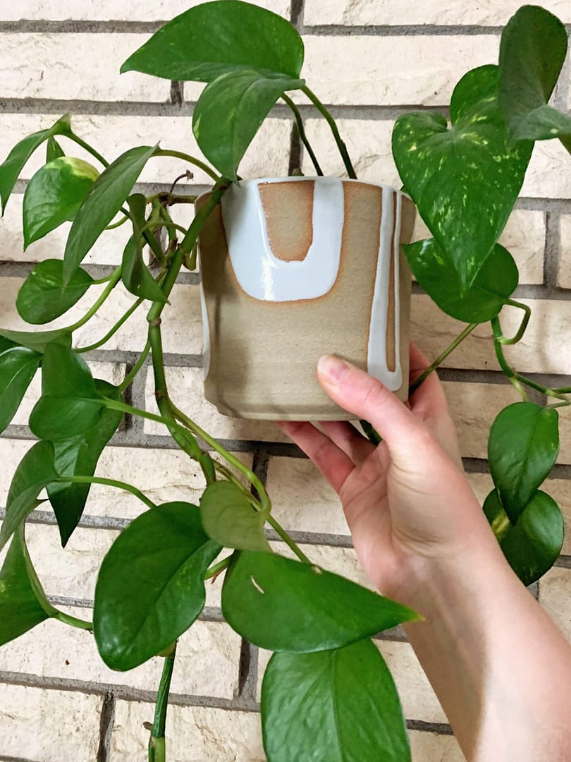 Create New Plants for Your Boho Decor: A Guide to Taking Cuttings from ...